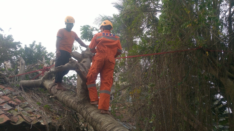 Pohon Kedondong Hutan Tumbang Timpa Atap Rumah Warga di Teluk Betung ...